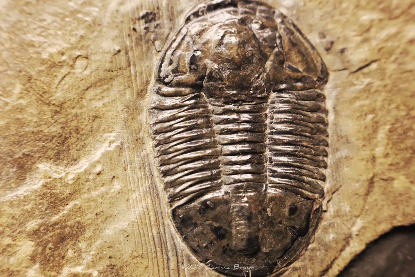 Nature Photography and Facts : Trilobites