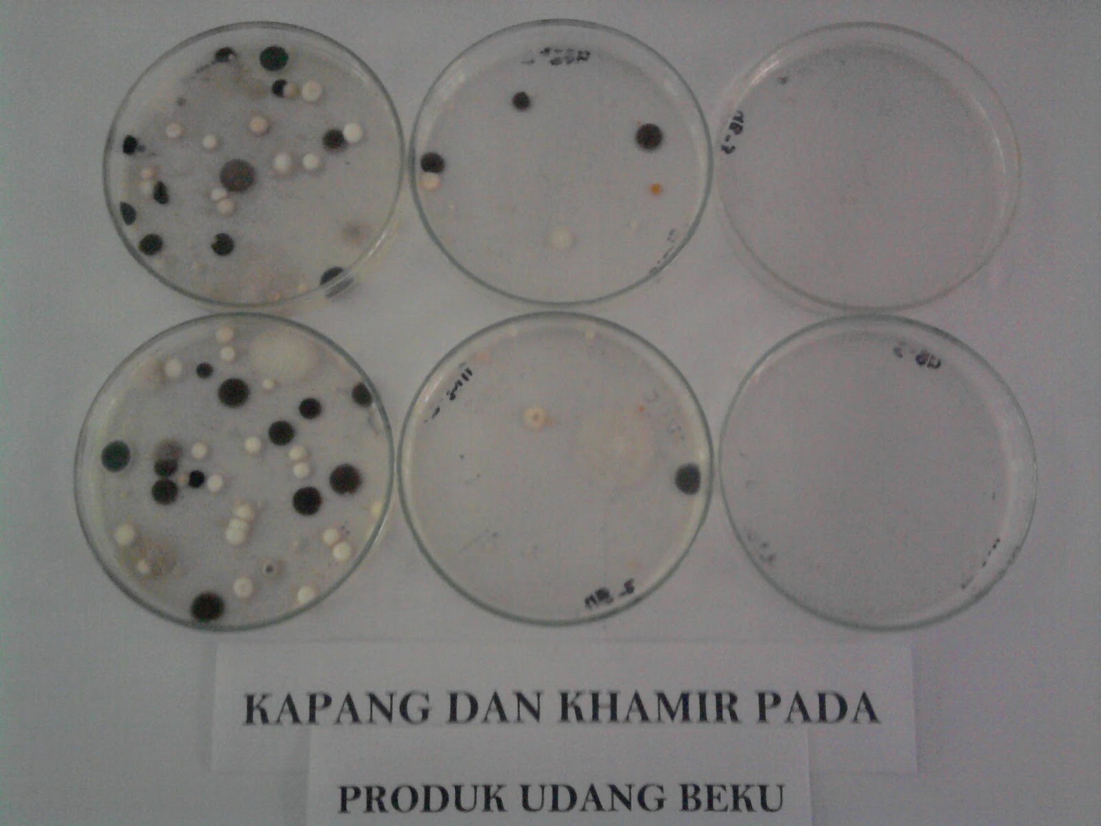 My World Fisheries: Koloni Kapang dan Khamir Pada Produk Perikanan