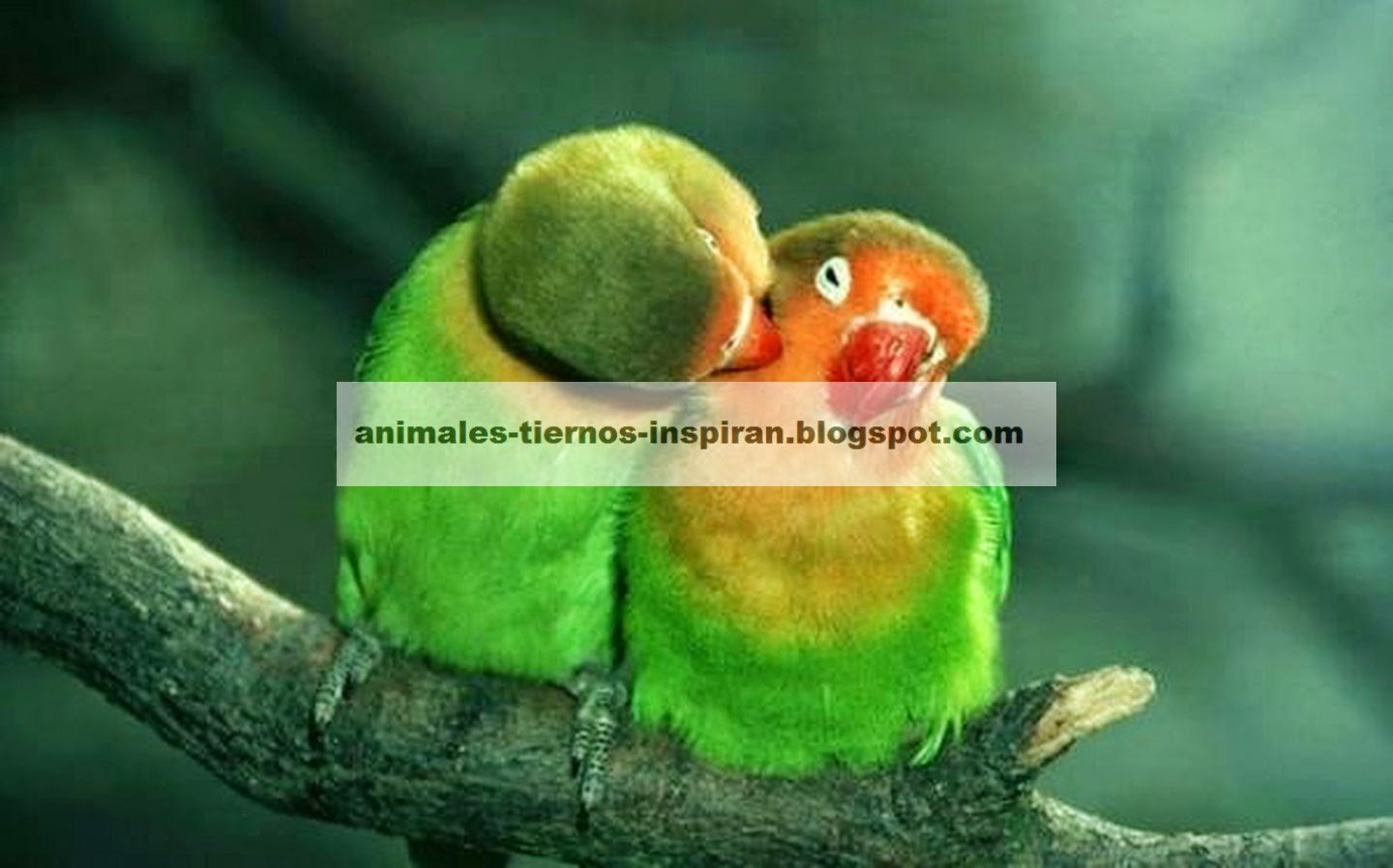 Animales Tiernos Inspiran: imagenes de animales lindos