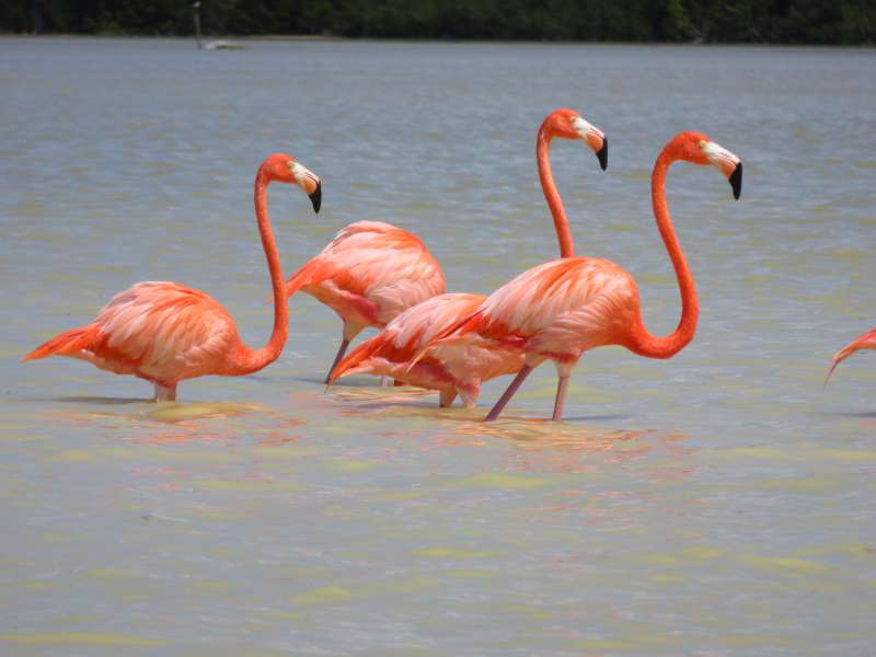The Travelling Lindfields: The flamingos of Celestun, Mexico ...
