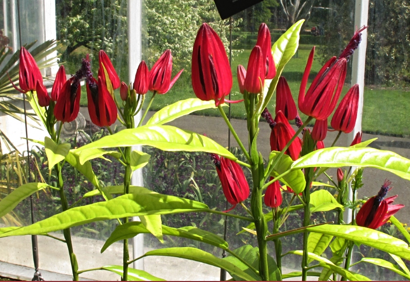 Plantas y flores: Pavonia multiflora