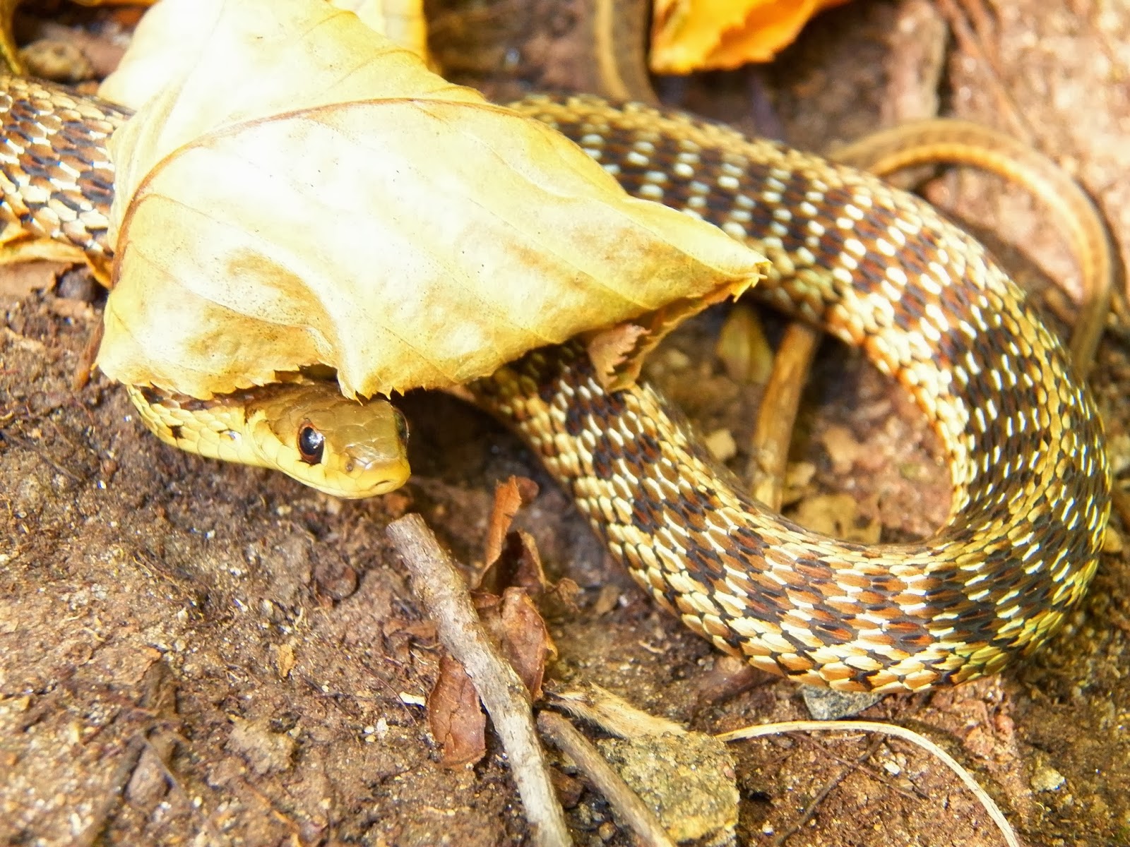 Connecticut Fly Angler: Snakes