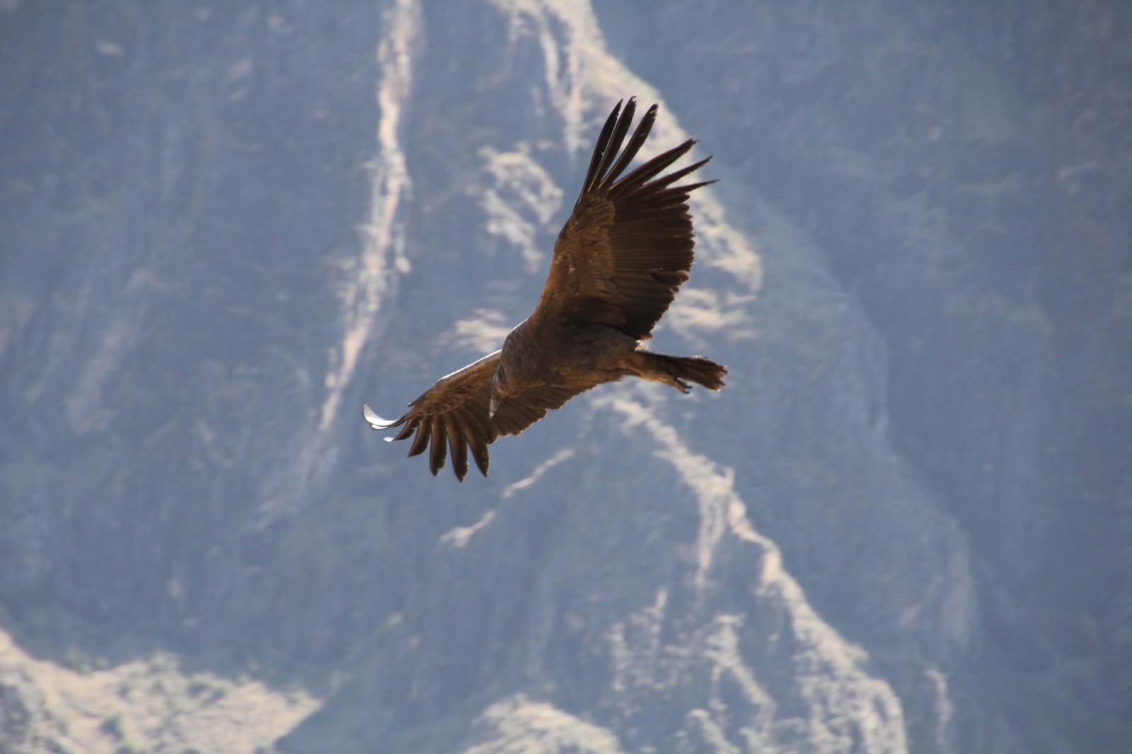 Superficiel et Léger: Condors en vol (La Croix du Condor - Pérou)