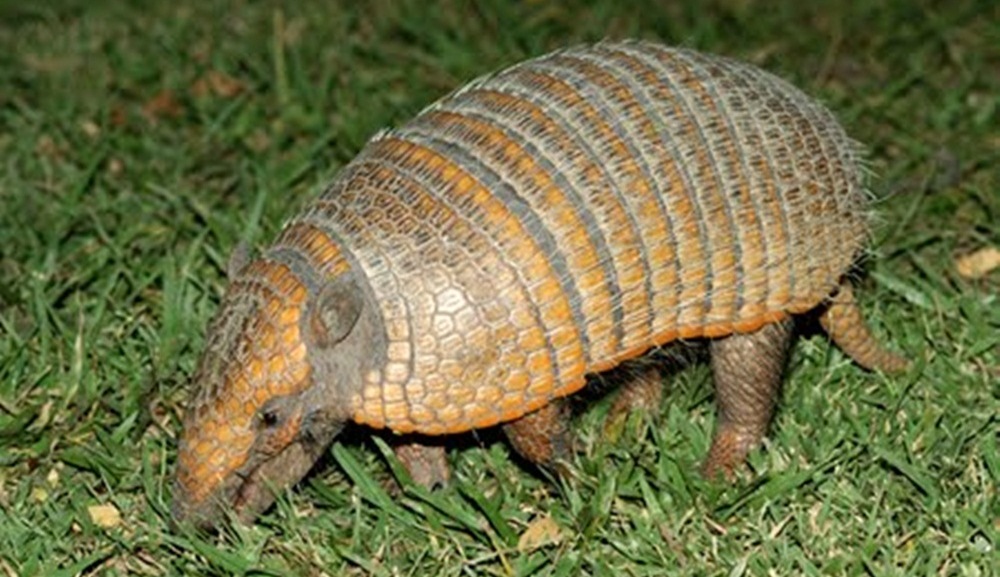 Blog do Edu Ambiental: Tatu