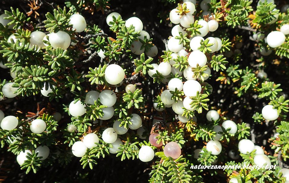 Natureza no Prato: Geleia de Camarinhas