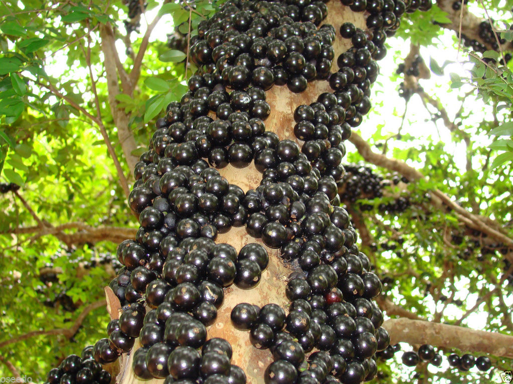 shiatoshi: JABUTICABA - Brazilian Grape, Germination ,Growing ,Care ...