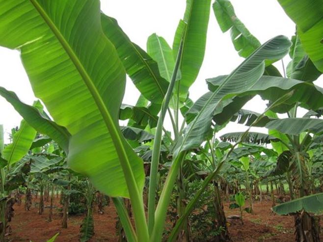 Todo sobre mi Huerto: El Platanero