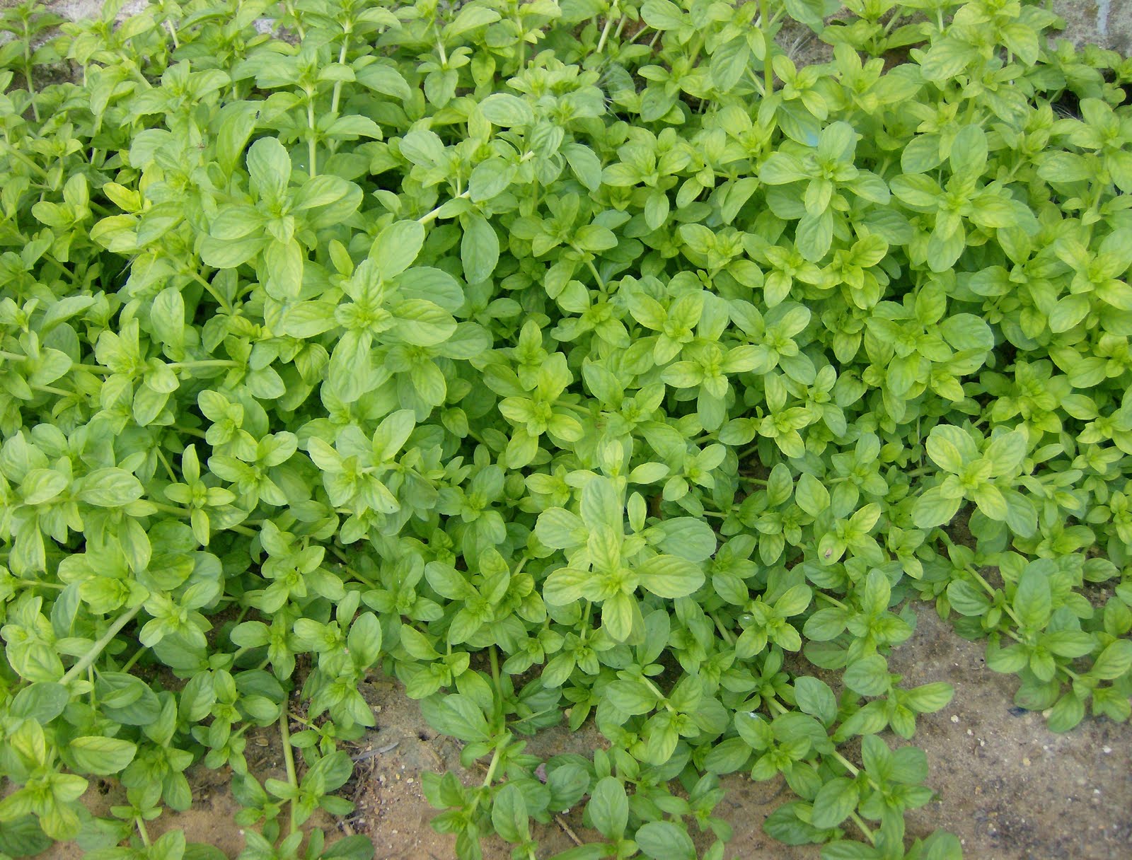 El huerto del Lopez: LA MENTA POLEO
