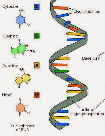Biologia Ativa: Composição e estrutura do RNA.