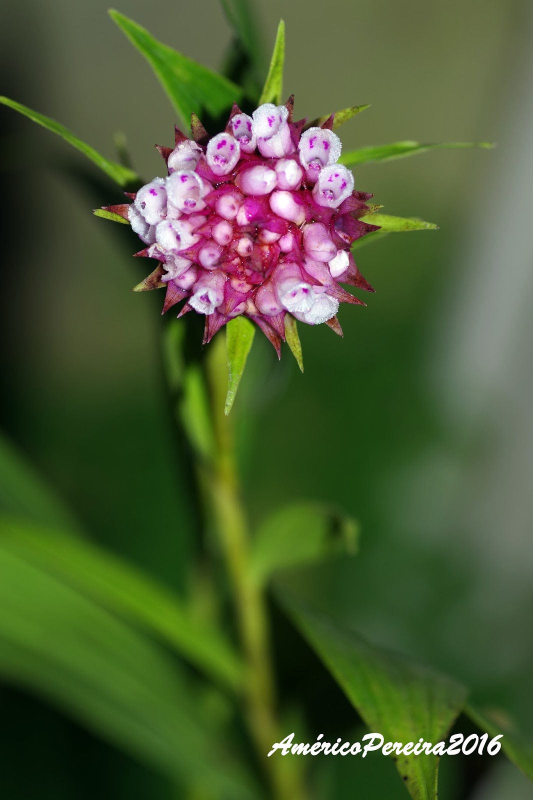 Orquídeas soltas: Elleanthus capitatus