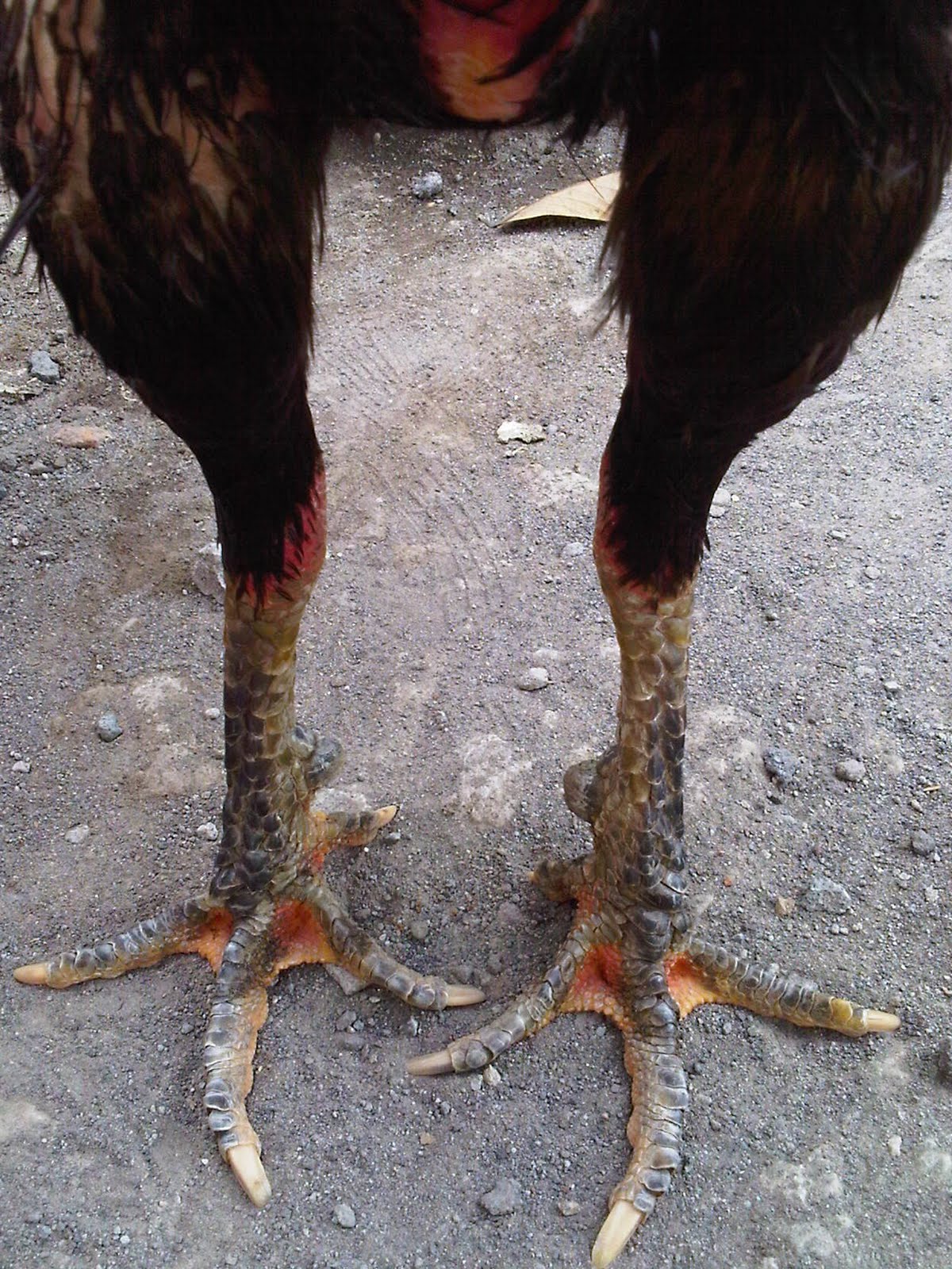 PETERNAKAN AYAM BANGKOK IMPORT: PETERNAKAN AYAM BANGKOK GALUR MURNI IMPORT