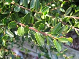 Flora de Puerto Rico Ilustrada Papo Vives: AQUIFOLIACEAE ILEX CORNUTA