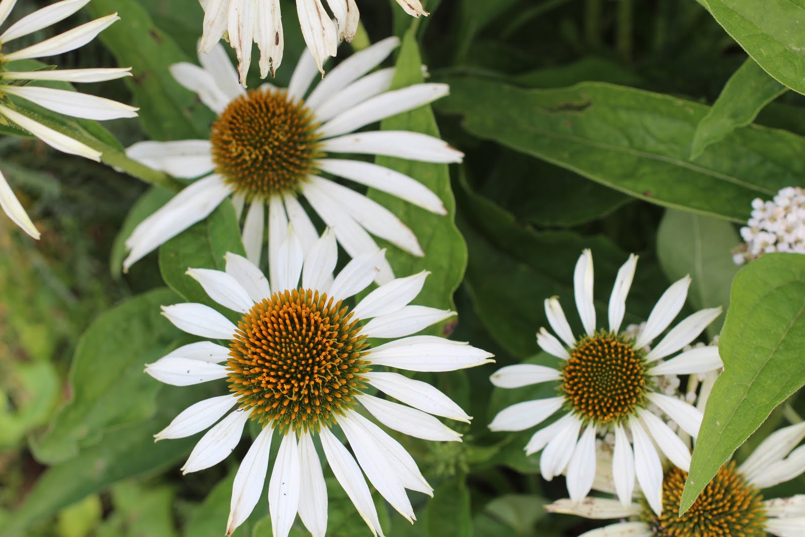 Florez Nursery: Some Summer White Flowers
