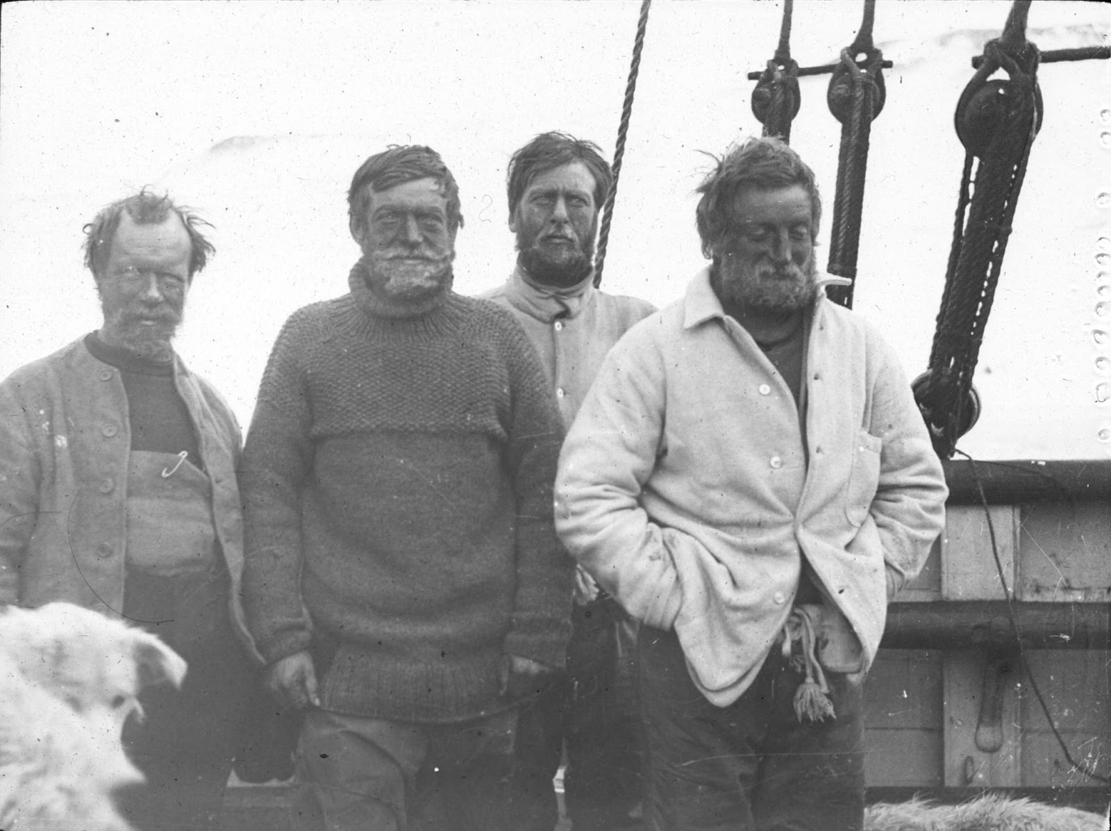 sconzani: ‘Dedicated Naturalist’: Shackleton’s Penguin