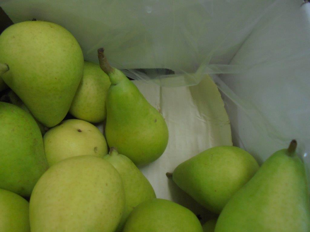 Pera Coscia / Ercolini