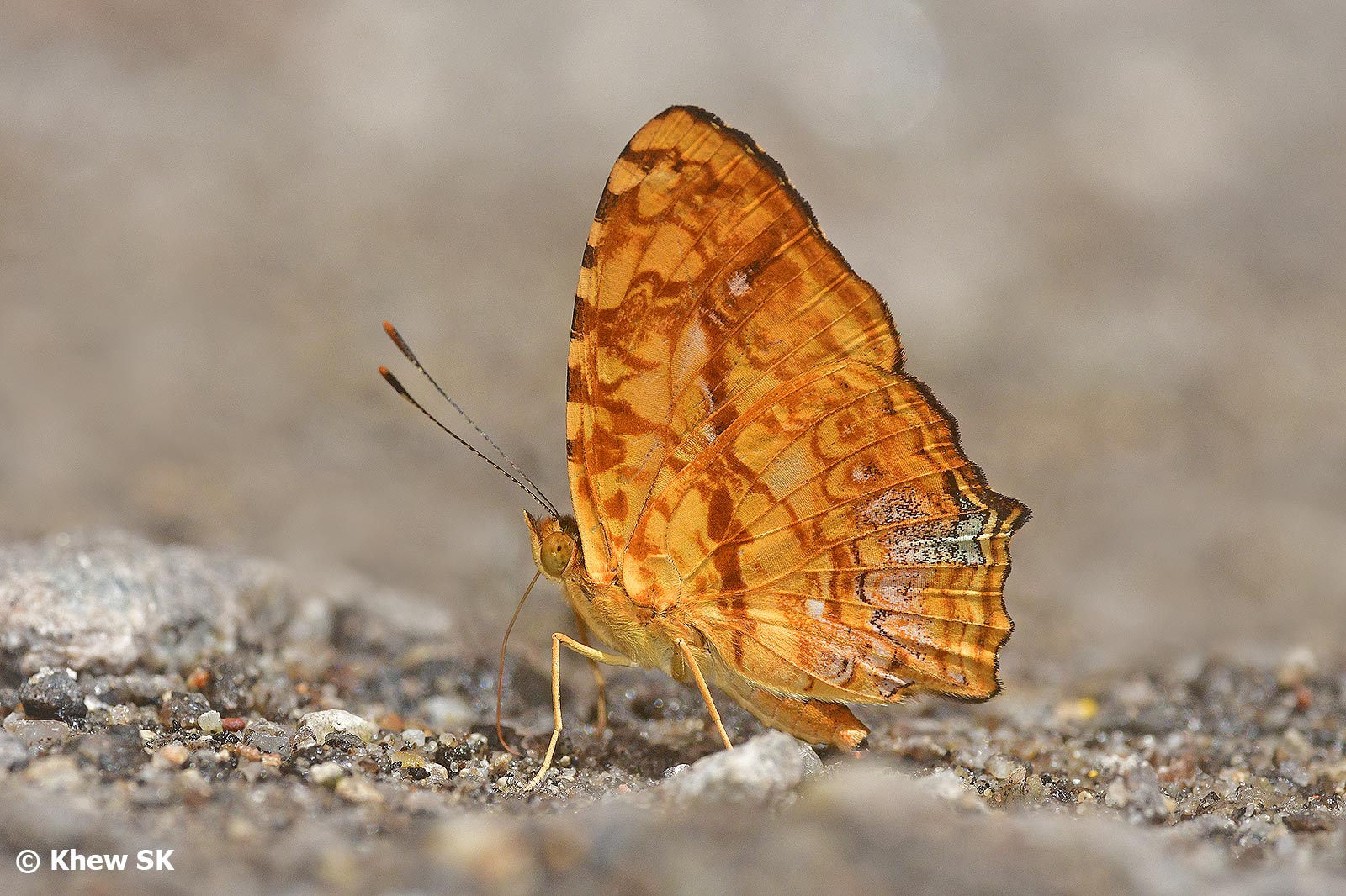 Butterflies of Singapore: Lepidoptera exotica