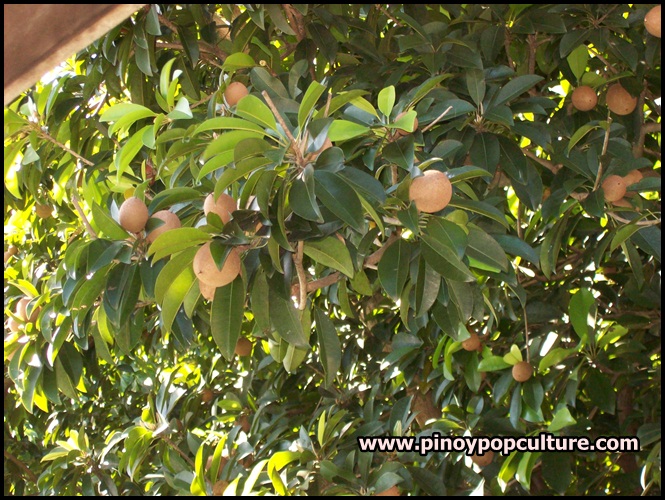 Pinoy Pop Culture: Budding Chico No More