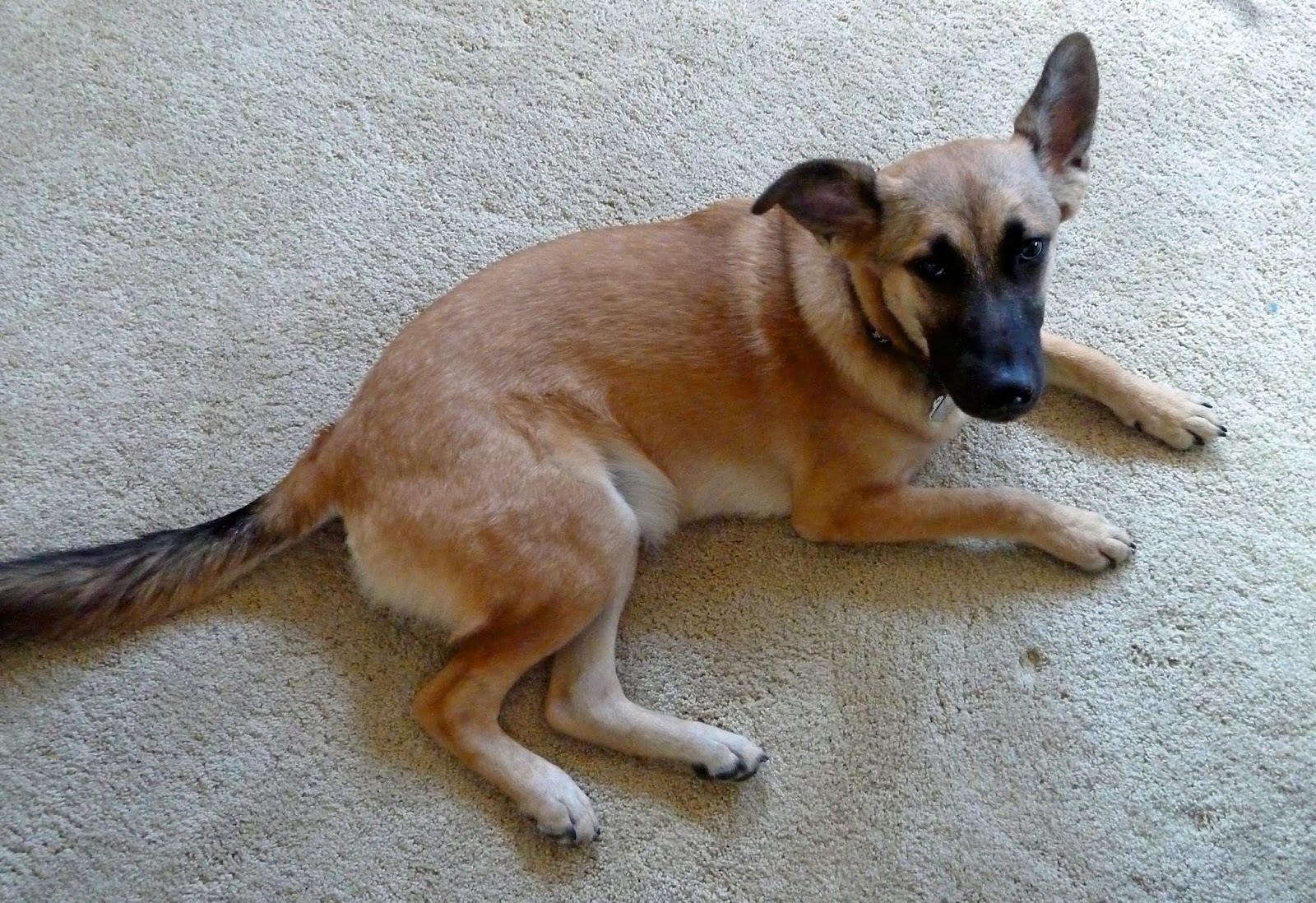 German Shepherd Chocolate Lab Mix
