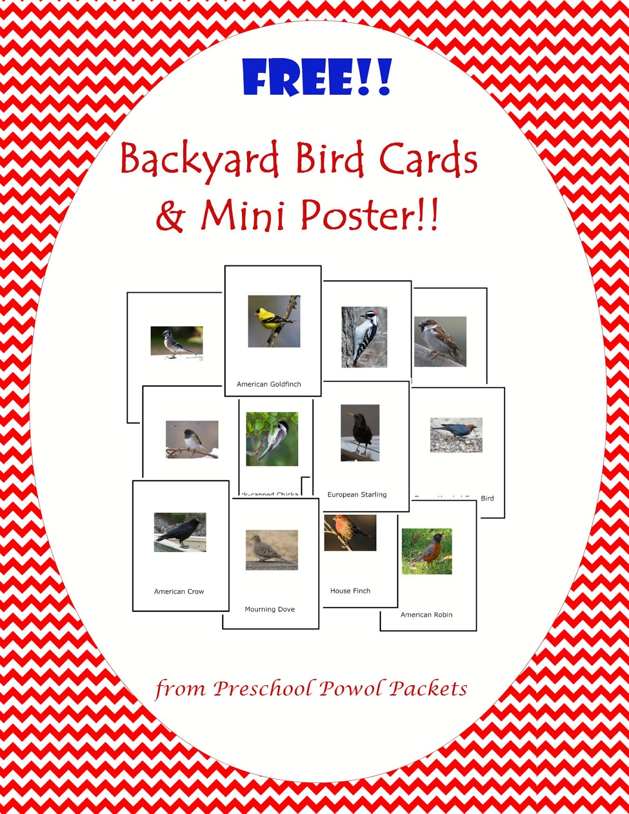 {FREE} Backyard Bird Cards - Printable for Kids | Preschool Powol Packets