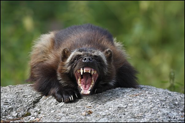 El ojo del buitre: Glotón (Gulo gulo)