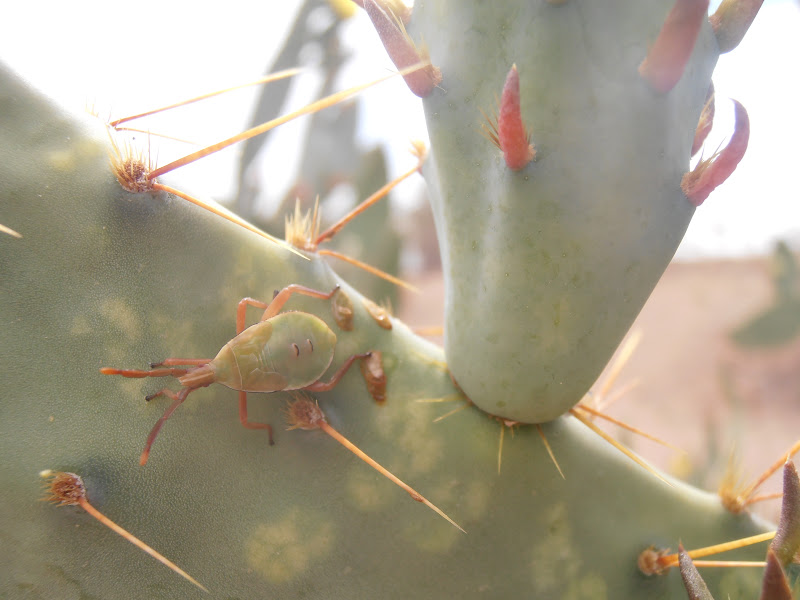 Arizona Gronseth Nature Blog: Cactus Bugs