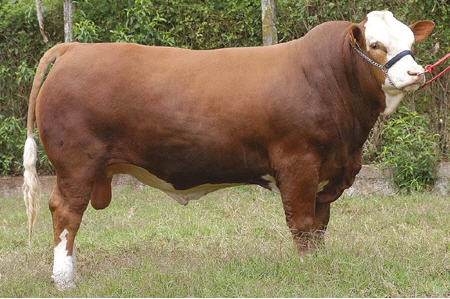 S T R A V A G A N Z A: HISTÓRIA DA RACA SIMENTAL E DO SIMBRASIL