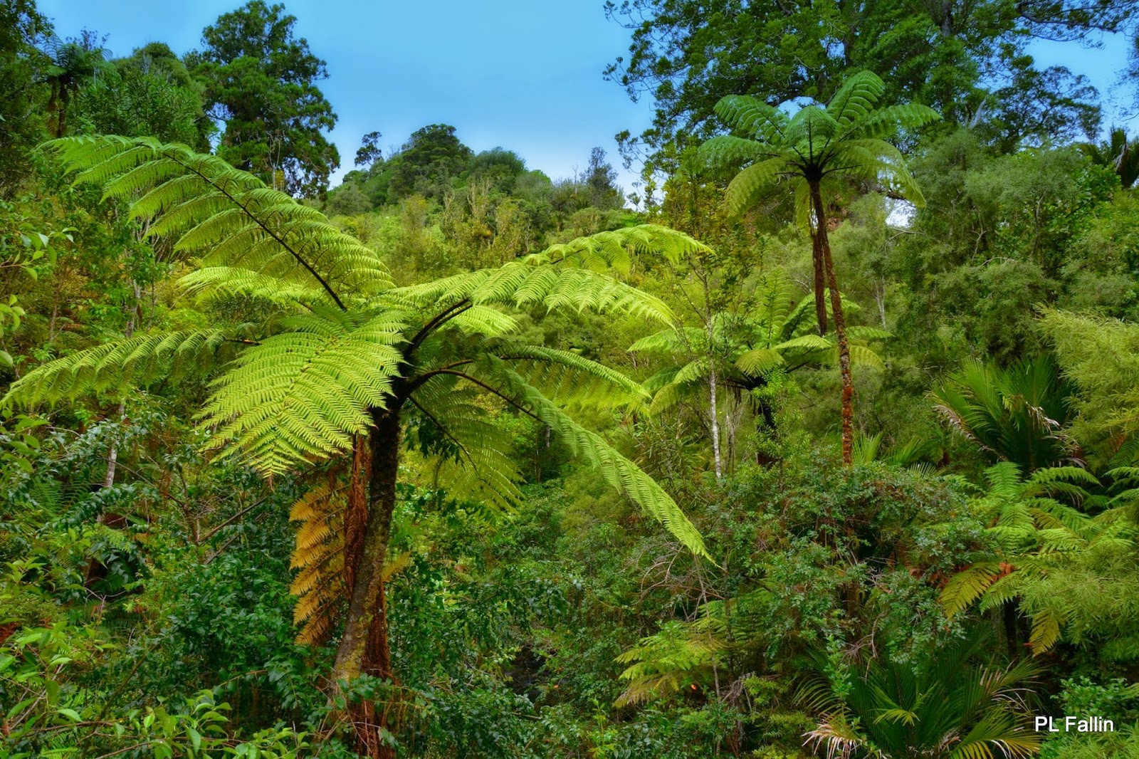 PL Fallin Photography: Auckland City Walk, Cascade Kauri Regional Park ...