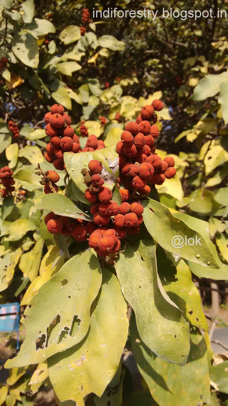 INDIAN FORESTRY: Mallotus philippensis (Kamala Tree) : Medicinal Uses ...