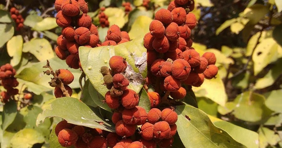 INDIAN FORESTRY: Mallotus philippensis (Kamala Tree) : Medicinal Uses ...