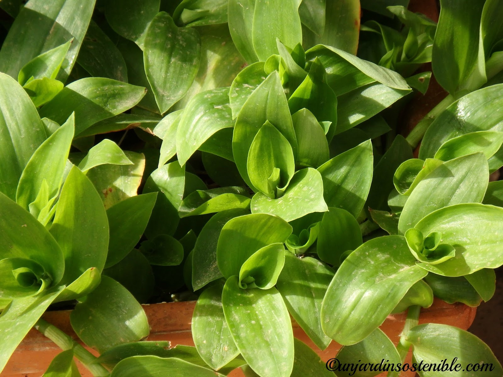 Callisia repens (Calisia)