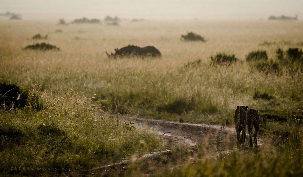 Elsen Karstad's 'Pic-A-Day Kenya': The Mara Triangle, Masai Mara, Kenya