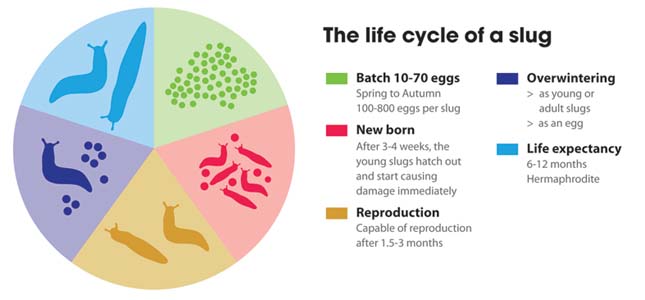 Nelly's Garden: The Life Cycle of Slugs