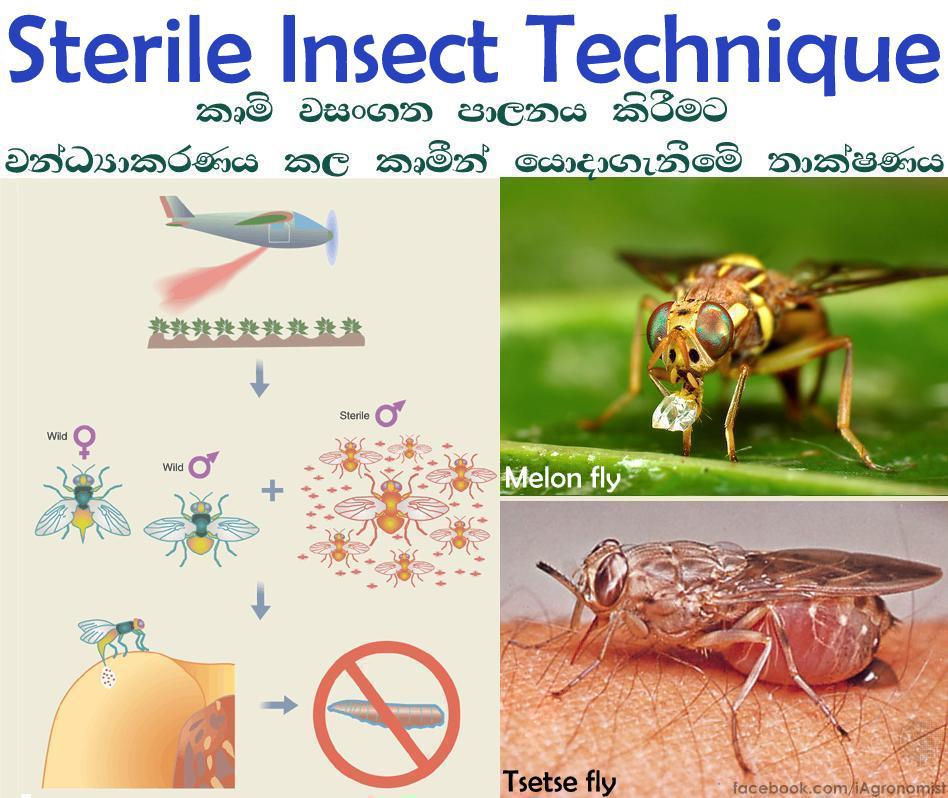 අසිරිමත් කෘෂි තාක්ෂණය : Amazing Agric. Technology: කෘමි පළිබෝධකයන් ...