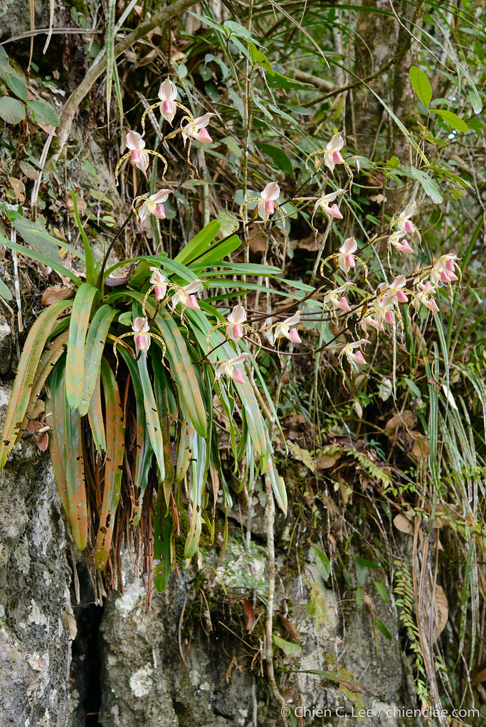 Paphiopedilum stonei orchid plant care and culture | Travaldo's blog
