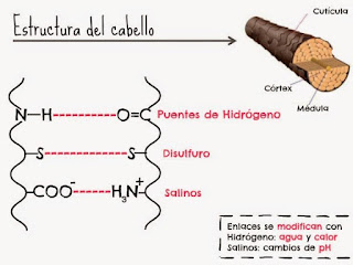IMAGEN PERSONAL - SALUD INTEGRAL : ESTRUCTURA CAPILAR, FORMA Y ADECUACIÓN