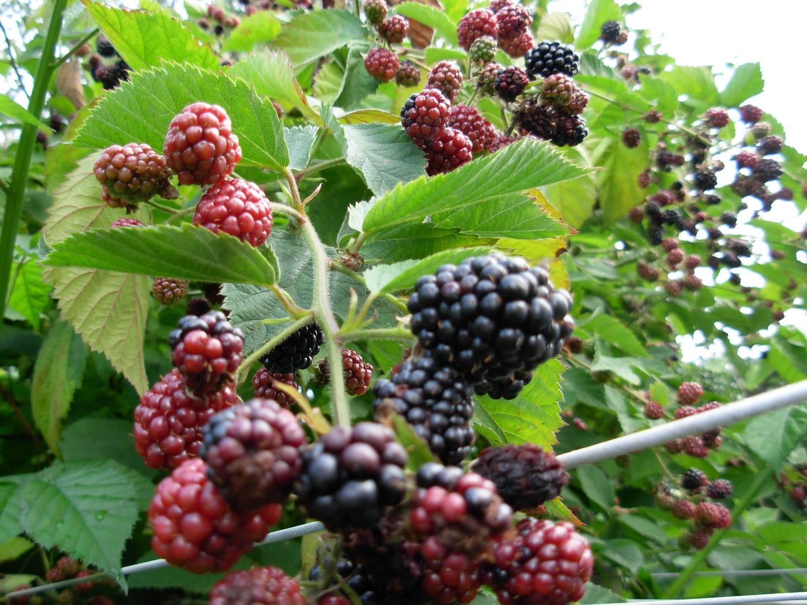 Jeg har Busk: Brombærbusk