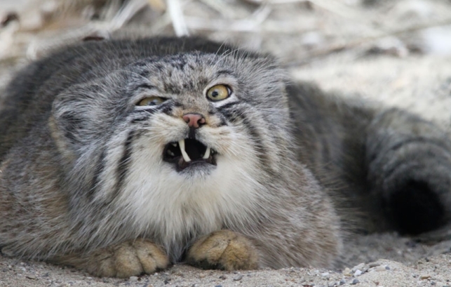 White Wolf : This Mongolian Cat Is The Most Expressive Cat In The World ...
