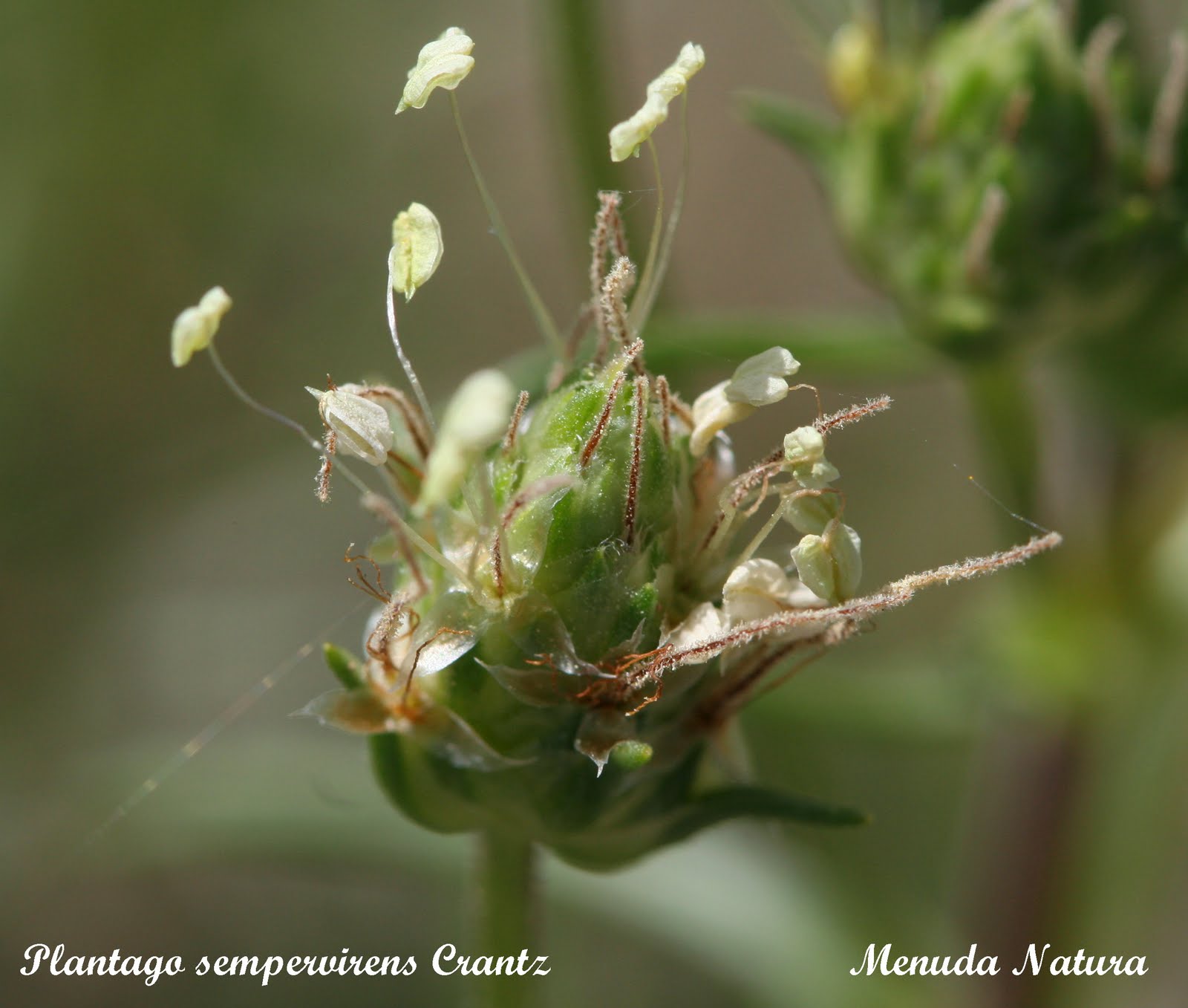 Menuda Natura: Plantago sempervirens Crantz