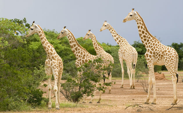 Jardim Animal: A Girafa