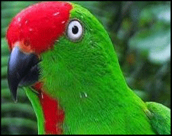 Loriculus Stigmatus ~ LoroMania