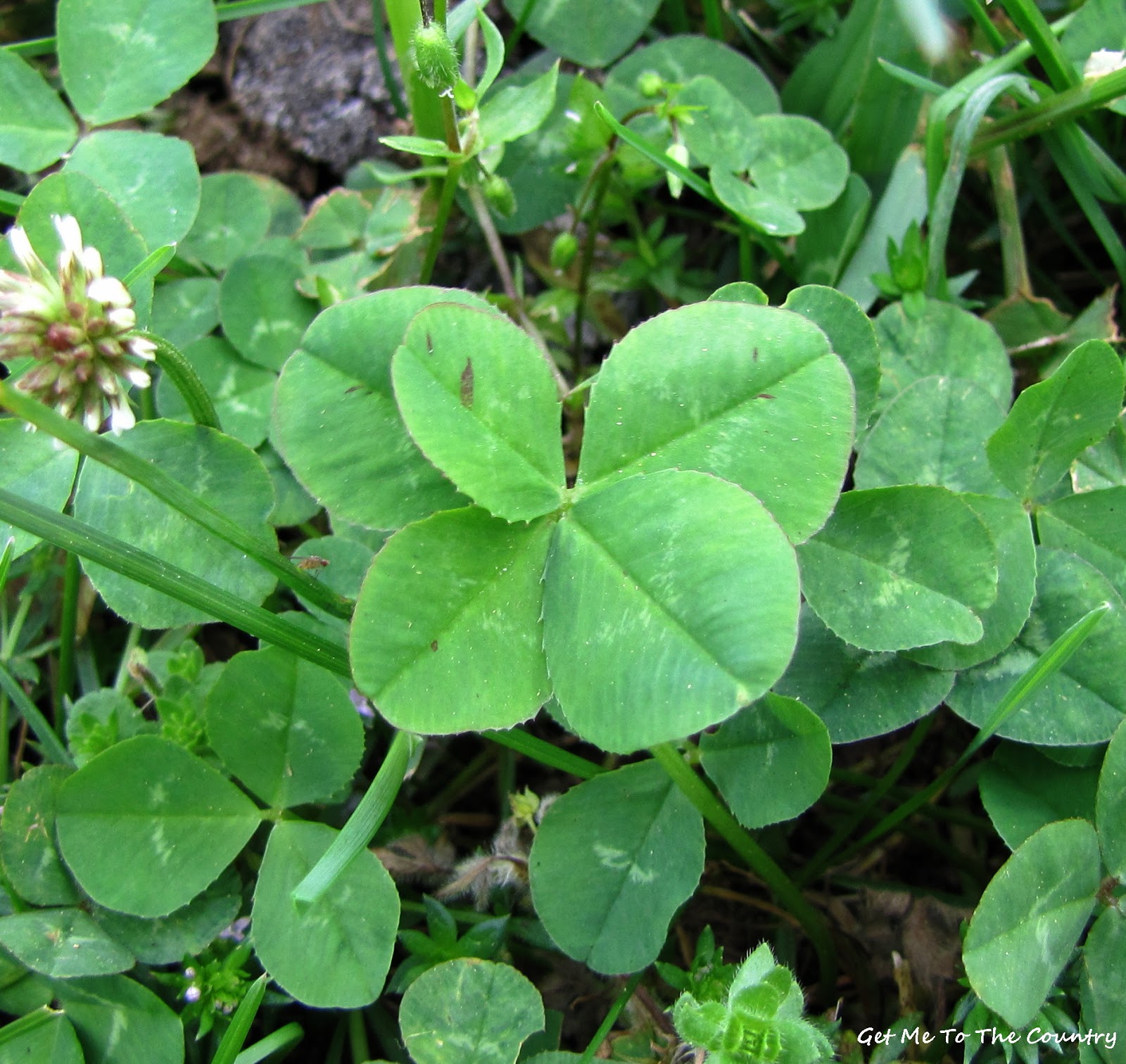 Get Me To The Country: Four-Leaf Clover Tea