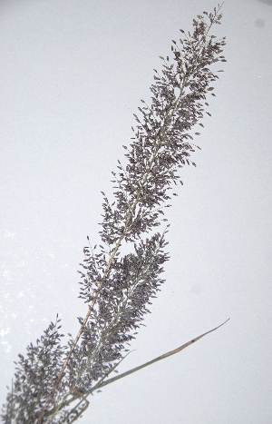 The Grass is Greener on the Udder Side: Lovely local Lovegrasses