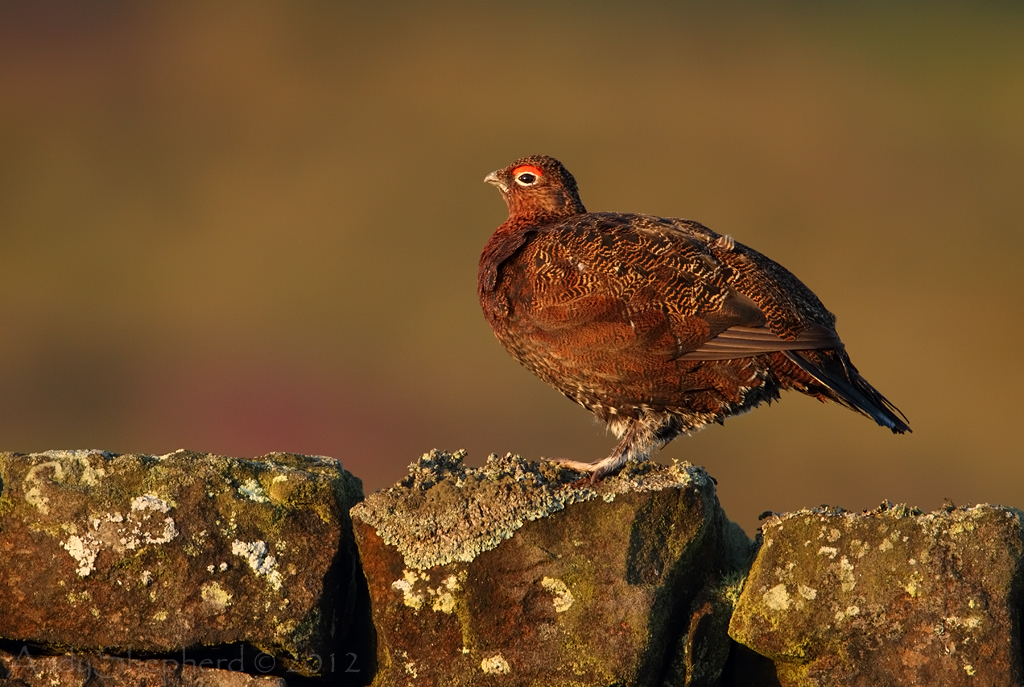 Andy Shepherd Wildlife Photography: Red Grouse