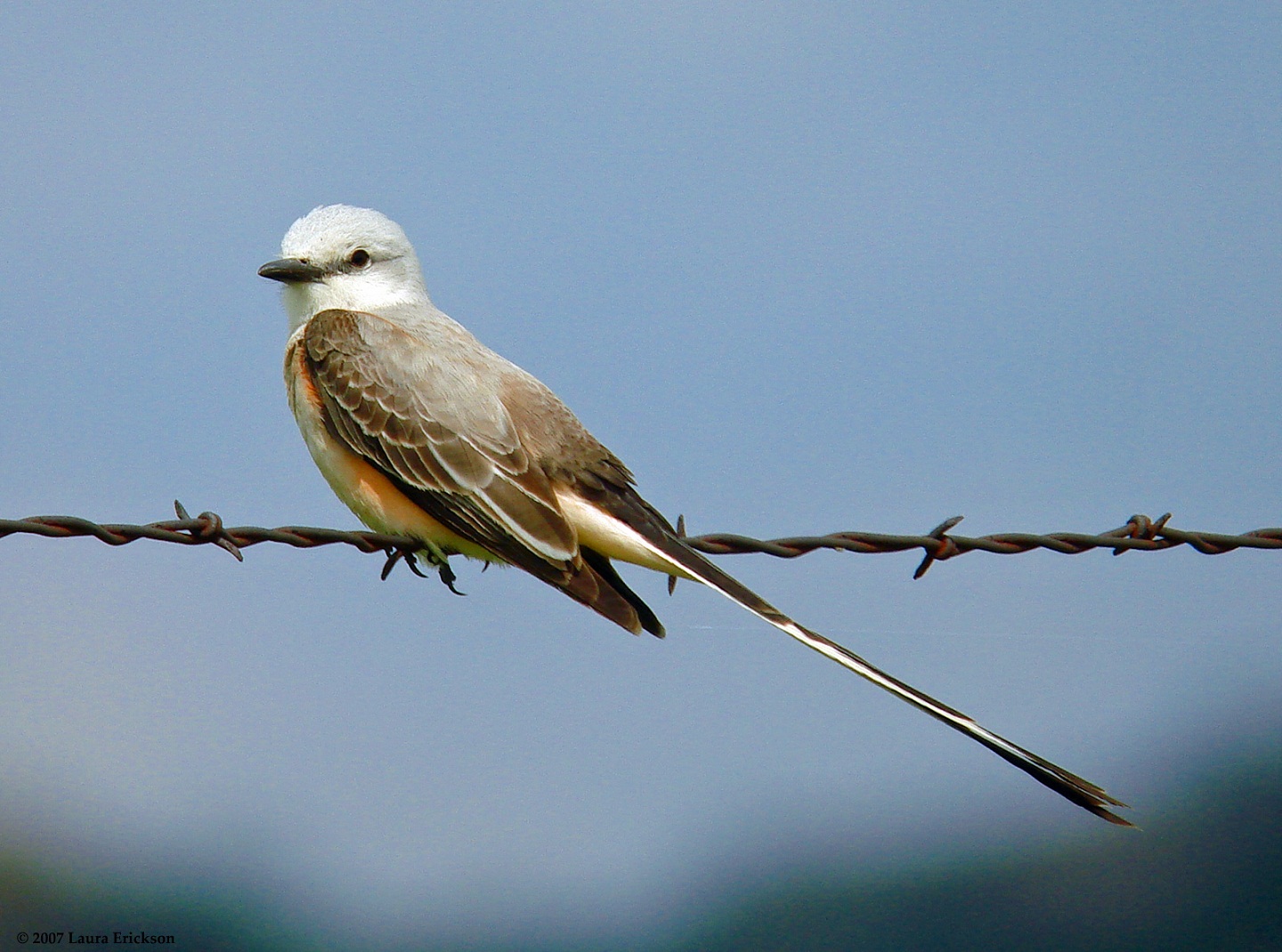 Birds Lover: Scissor Tailed Flycatcher