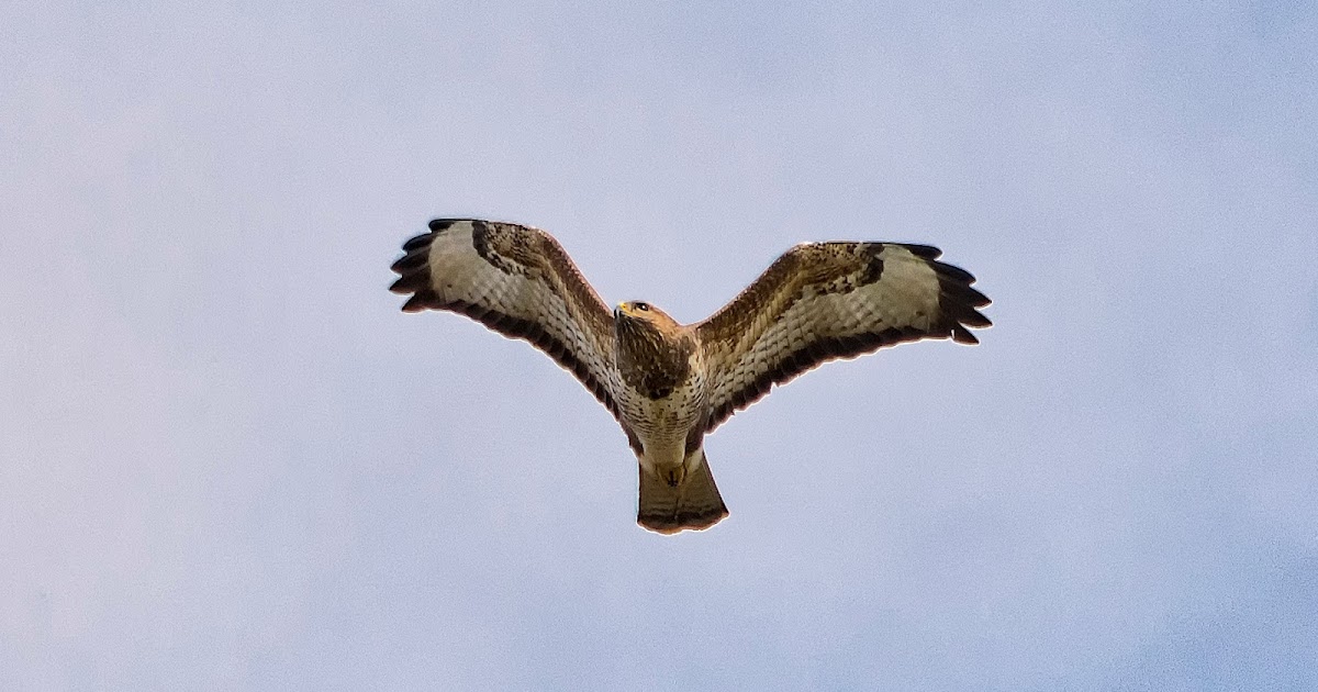 Claes`s Photo blog: How to find the bird