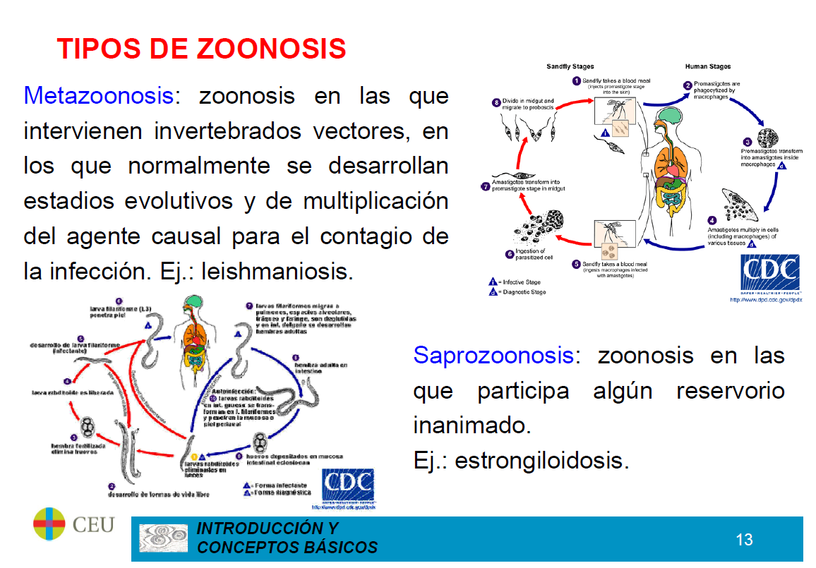 Acabemos con el maltrato a las palomas: Transmisión de enfermedades ...