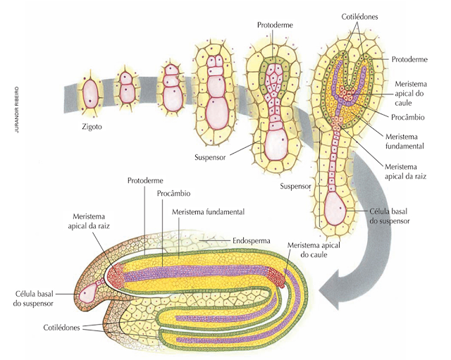 QUIMICABIOLOGICA: A FORMAÇÃO DOS TECIDOS EMBRIONÁRIOS E A SEMENTE