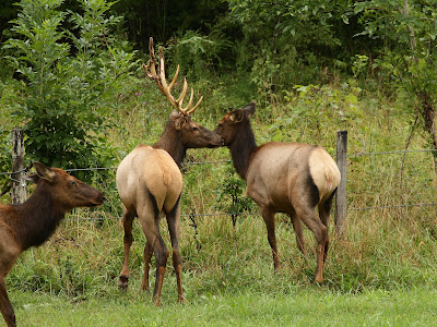 Elk