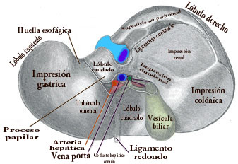 Valoración del funcionamiento hepático