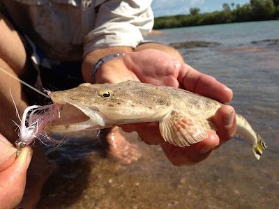 NT Fly Fishers : Glad to hear some people are catching fish
